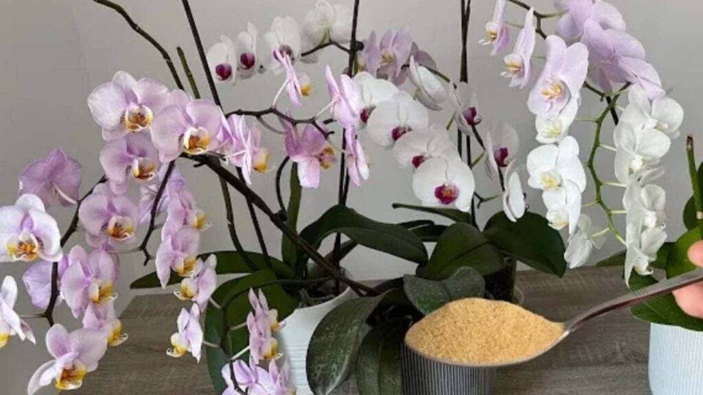 Orchideen in Hülle und Fülle und immer kräftig mit einem Hauch davon ...